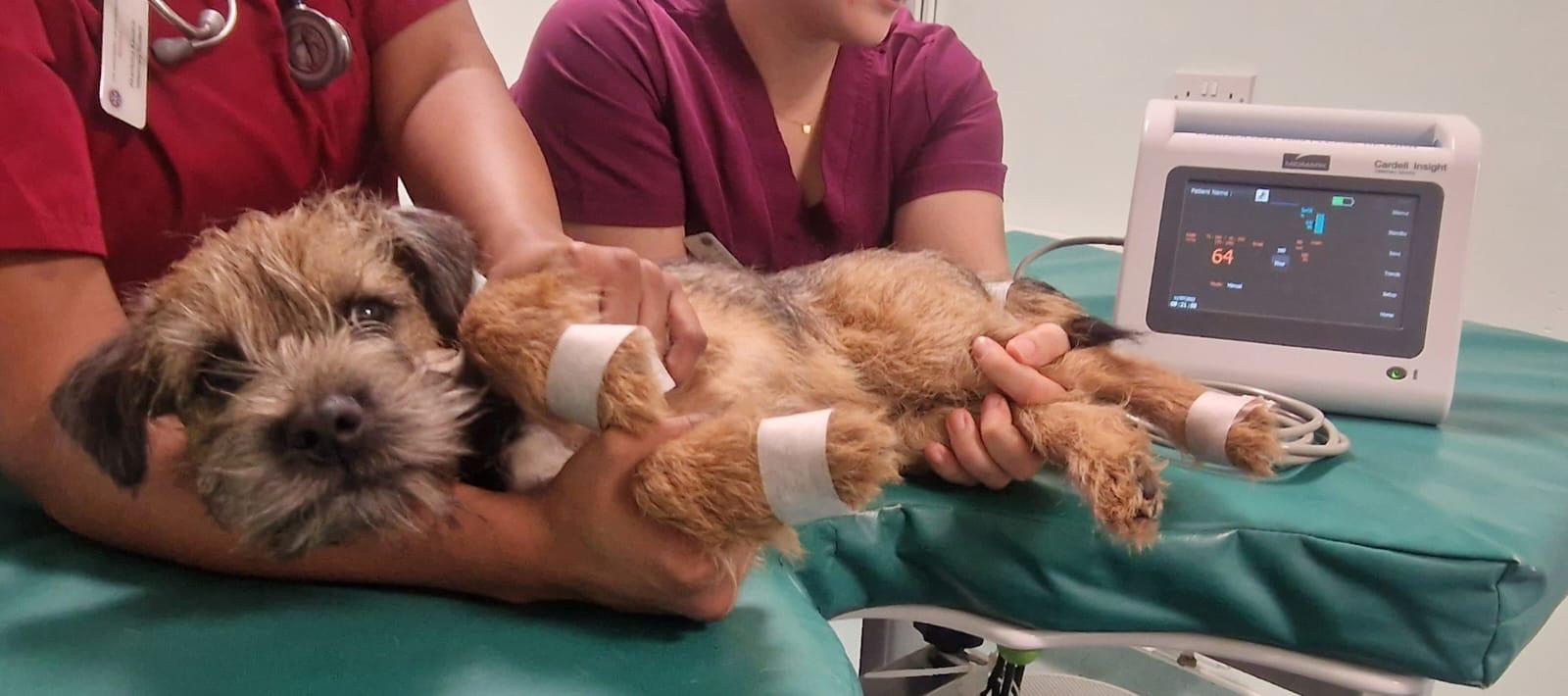 Resource - Veterinary Cardiovascular Society